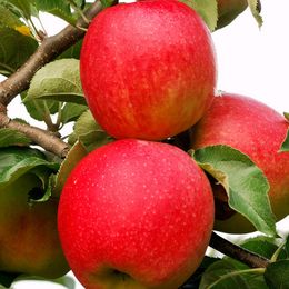 naturtalent by toom Naturtalent by toom&reg; Bio Apfel 'Jonagold', Busch 25 cm Topf