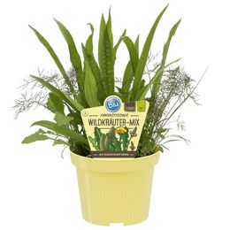 blu Bio-Wildkr&auml;uter-Mix 12 cm Topf