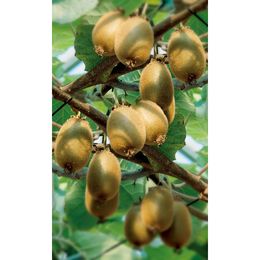 naturtalent by toom Naturtalent by toom Bio Kiwi f/m, Busch 19 cm Topf