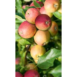 naturtalent by toom Naturtalent by toom&reg; Bio Apfelbusch 'Gala', Busch 25 cm Topf