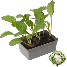 toom Blumenkohl 6er-Schale