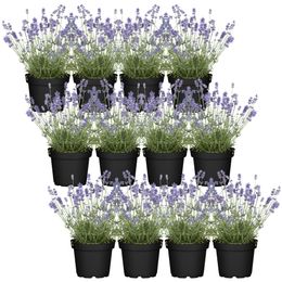 toom Lavandula angustifolia 12er-Set, 13 cm Topf
