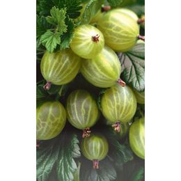naturtalent by toom Naturtalent by toom&reg; Bio Stachelbeere 'Hinnonm&auml;ki gelb', Busch 19 cm Topf