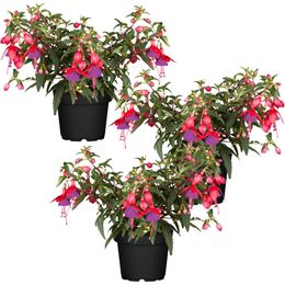 toom H&auml;ngende Fuchsie rot-violett 12 cm Topf, 3er-Set