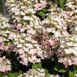 Rispenhortensie 'Whitelight ' 23 cm Topf