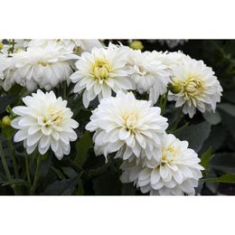 Dahlie 'Wei&szlig;', 13 cm Topf, 2er-Set