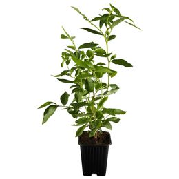 naturtalent by toom Naturtalent by toom&reg; Bio-Heidelbeere 'Duke' 19 cm Topf