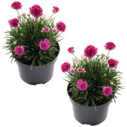 toom Strand-Grasnelke pink 13 cm Topf 2er-Set