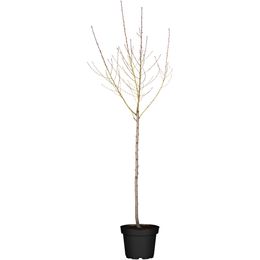 naturtalent by toom Naturtalent by toom&reg; Bio-Pfirsichbusch 'Red Haven' 25 cm Topf