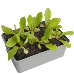 toom Kopfsalat gr&uuml;n 6er-Schale
