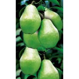 naturtalent by toom Naturtalent by toom&reg; Bio Birne 'Williams Christ', Busch 25 cm Topf