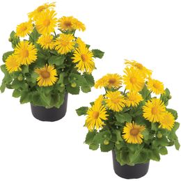 toom G&auml;mswurz gelb 13 cm Topf 2er-Set