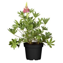 toom Lupine 'Gallery Red Shades' rot 17 cm Topf