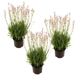toom Lavendel 'Rosea' rosa 11 cm Topf, 3er-Set