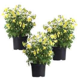 toom Akelei 'Spring Magic Yellow' gelb 11 cm Topf, 3er-Set