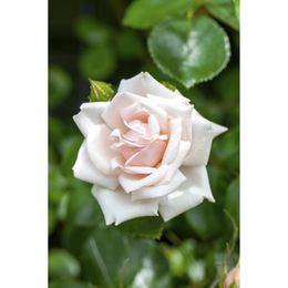 toom Kletterrose 'New Dawn' 21 cm Topf