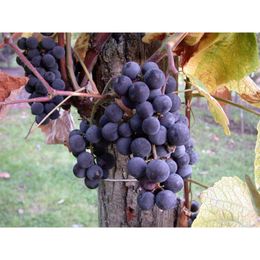 naturtalent by toom Naturtalent by toom&reg; Bio-Weinrebe 'Regent' 19 cm Topf