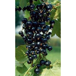 naturtalent by toom Naturtalent by toom&reg; Bio Johannisbeere 'Silvergieters', Busch 19 cm Topf