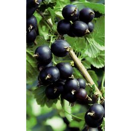 naturtalent by toom Naturtalent by toom&reg; Bio Jostabeere, Halbstamm 19 cm Topf
