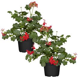 toom H&auml;ngende Geranie rot 12 cm Topf, 2er-Set