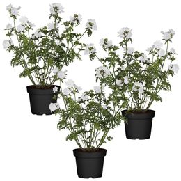 toom Moschus-Malve 'Alba' wei&szlig; 11 cm Topf, 3er-Set