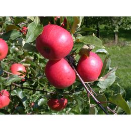 naturtalent by toom Naturtalent by toom&reg; Bio-Apfelbusch 'Topaz' 25 cm Topf