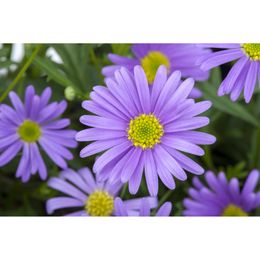 Blaues G&auml;nsebl&uuml;mchen 3er Set, 13 cm Topf