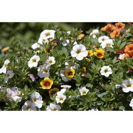 toom Beetpflanzen-Mix 'Confetti Garden' 12 cm Topf, 5er-Set