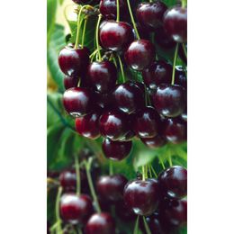 naturtalent by toom Naturtalent by toom&reg; Bio Schwarze Knorpelkirsche, Busch 25 cm Topf