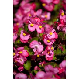 Eisbegonie rosa 6er Set, 9 cm Topf