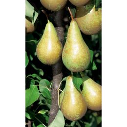 naturtalent by toom Naturtalent by toom&reg; Bio Birne 'Conference', Busch 25 cm Topf