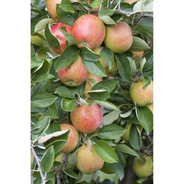 naturtalent by toom Naturtalent by toom&reg; Bio-Apfelbaum 25 cm Topf