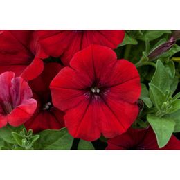 Petunie 'Rot', 9 cm Topf, 3er-Set