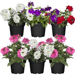toom H&auml;ngendes Eisenkraut 12 cm Topf, 6er-Set