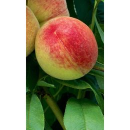 naturtalent by toom Naturtalent by toom&reg; Bio Pfirsich 'Amsden', Busch 25 cm Topf