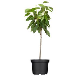 naturtalent by toom Naturtalent by toom&reg; Bio-S&auml;ulenkirsche 'Aroma Spur &reg;' 25 cm Topf