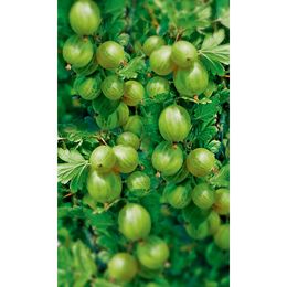 naturtalent by toom Naturtalent by toom&reg; Bio Stachelbeere 'Invicta', Hochstamm&reg; 19 cm Topf