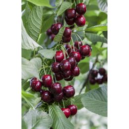naturtalent by toom Naturtalent by toom&reg; Bio-Kirschbusch 'Regina' 25 cm Topf