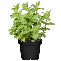 Pfefferminze 14 cm Topf