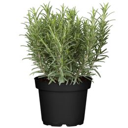 Rosmarin 14 cm Topf