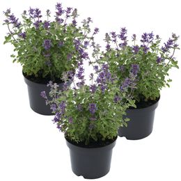 toom Katzenminze blau 11 cm Topf, 3er-Set