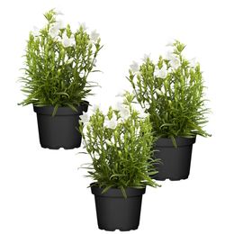 toom Pfirsichbl&auml;ttrige Glockenblume 'Grandiflora Alba' wei&szlig; 11 cm Topf, 3er-Set