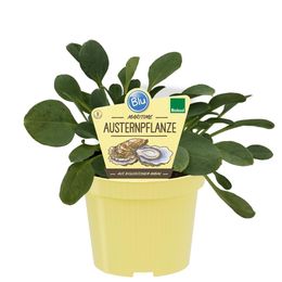 blu Bio-Austern-Pflanze 12 cm Topf