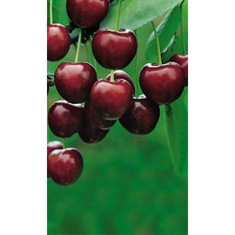 naturtalent by toom Naturtalent by toom&reg; Bio S&auml;ulens&uuml;&szlig;kirsche 'Aroma Spur' 25 cm Topf
