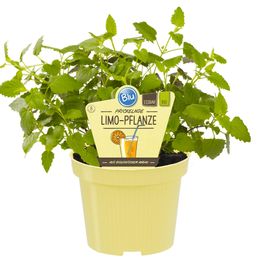 blu Bio-Limo-Pflanze 12 cm Topf