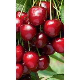 naturtalent by toom Naturtalent by toom&reg; Bio Schneiders sp&auml;te Knorpelkirsche, Busch 25 cm Topf