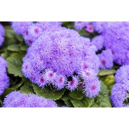 toom Leberbalsam 12 cm Topf