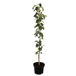 naturtalent by toom Naturtalent by toom&reg; Bio-S&auml;ulenapfel 'Aroma Spur&reg;' 25 cm Topf