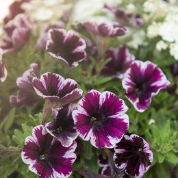 toom Petunie 'Miss Marvelous' 12 cm Topf, 5er-Set