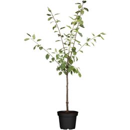 naturtalent by toom Naturtalent by toom&reg; Bio-Pflaumenbusch 'K&ouml;nigin Victoria' 25 cm Topf